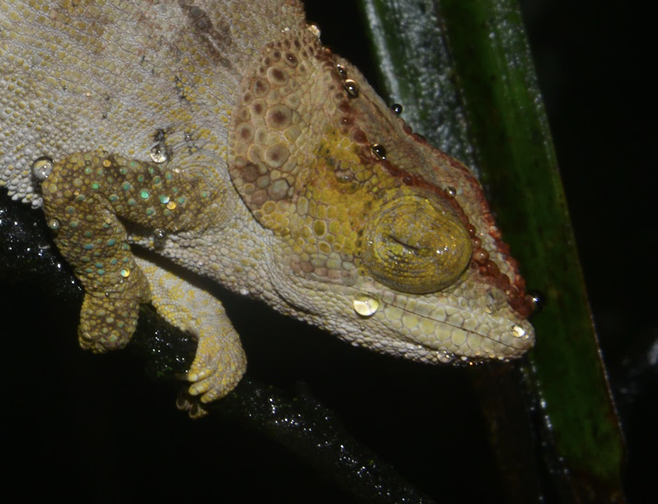 Myth 94 Chameleons Can See In All Directions At Once Chameleons